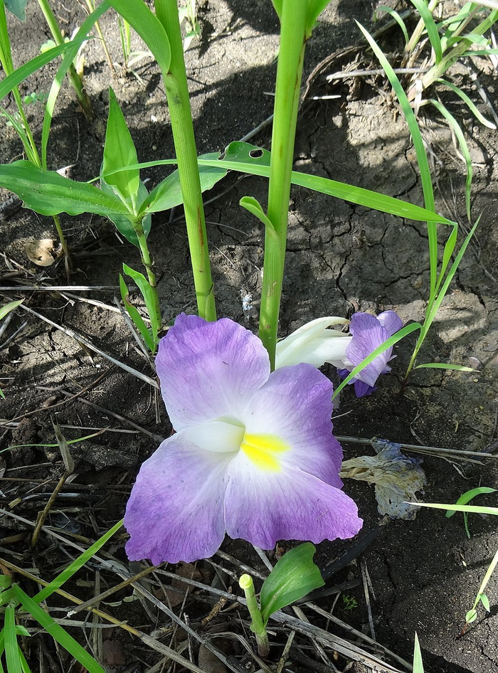 Africa is a treasure trove of medicinal plants: here are seven that are ...